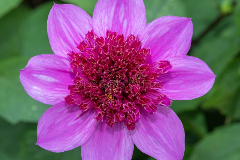 Blue bayou dahlia stock image. Image of head, flower - 239232845
