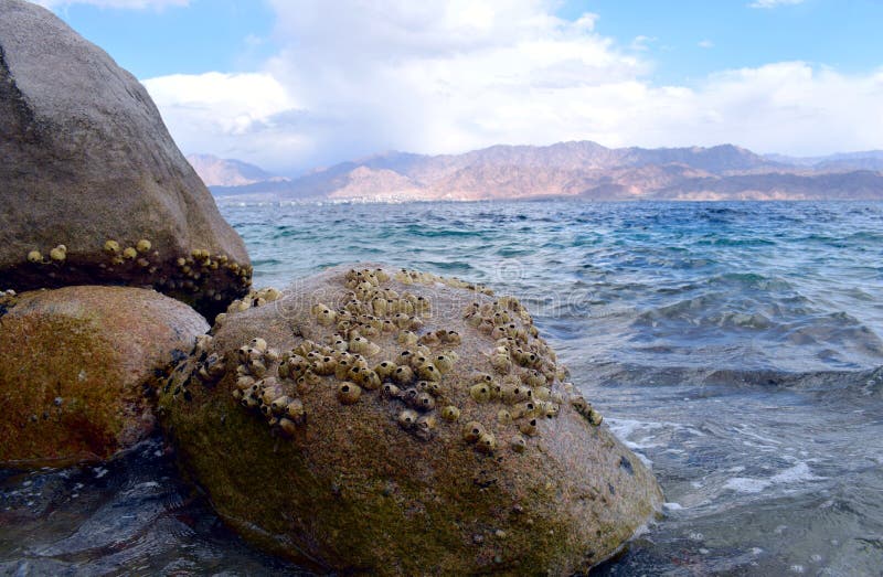 Beach in Izrael with a View of Jordan Stock Photo - Image of asia, blue ...
