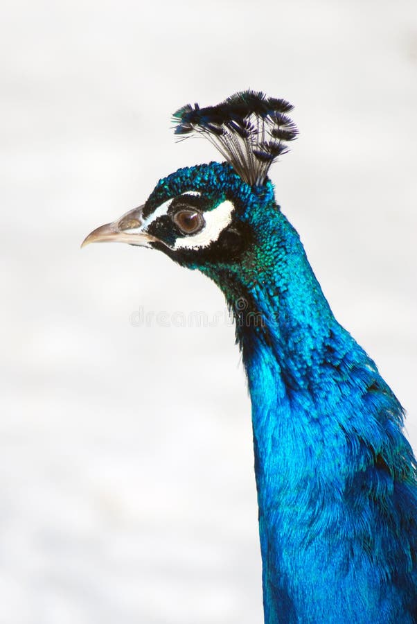 Beacock Profile Stock Photos - Free & Royalty-Free Stock Photos from ...