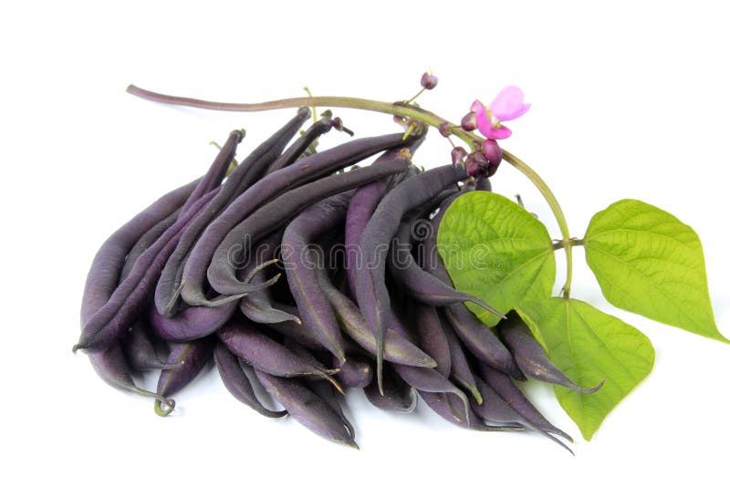 Blue beans stock photo. Image of space, copy, decorative - 24294168