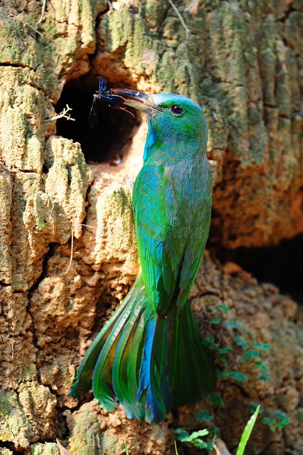 Blue-bearded Bee-eater Nyctyornis Athertoni Beautiful Birds of Thailand ...