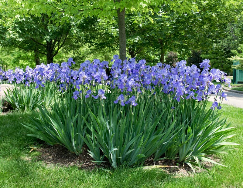 Blue Bearded Iris Garden Bed in Park Stock Image - Image of ...
