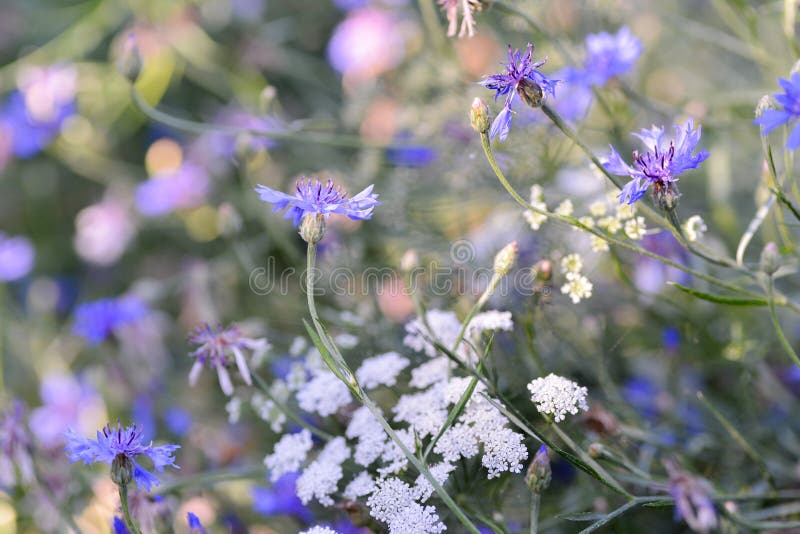Spring Flower. Shallow Depth of Field Stock Image - Image of petals ...
