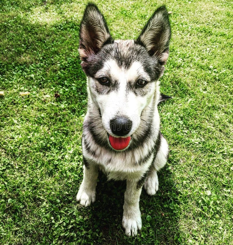 Blue stock image. Image of smile, dollars, husky, blue - 78140269