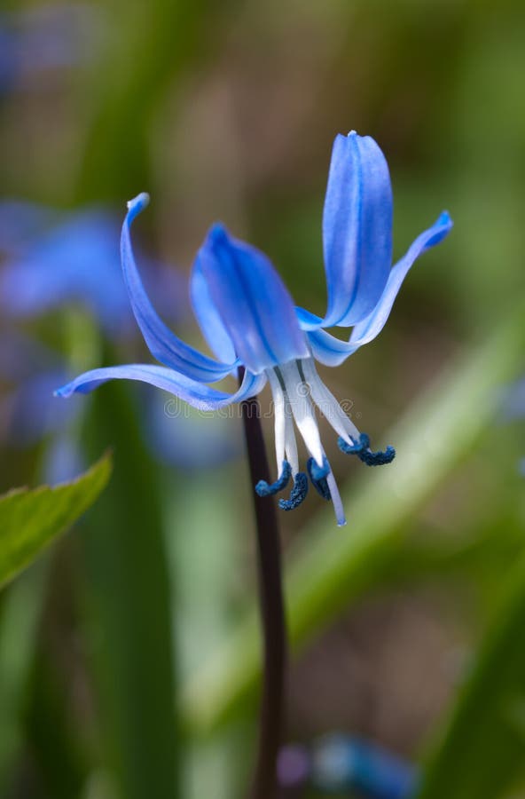 Blue beauty stock photo. Image of macro, blossom, uncultivated - 20287932