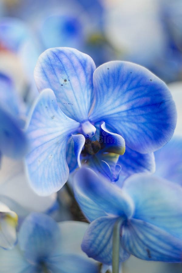 Blue beauty stock image. Image of blossom, color, buauty - 41470449