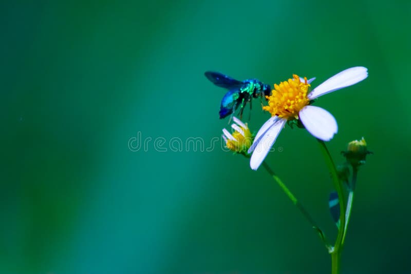 Blue Bee Looking for Honey while Flying Stock Image - Image of pollen ...