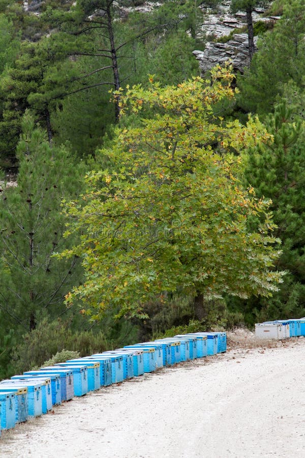 Blue Bee Hives in the Field at Thassos Editorial Image - Image of ...