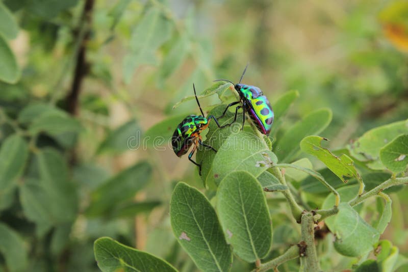 Blue beetle stock image. Image of beautiful, garden, freshness - 57370527
