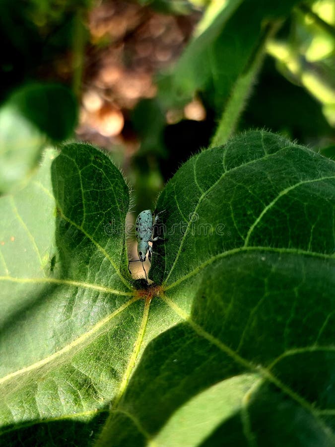 Blue beetle insect photo stock photo. Image of insects - 233974066