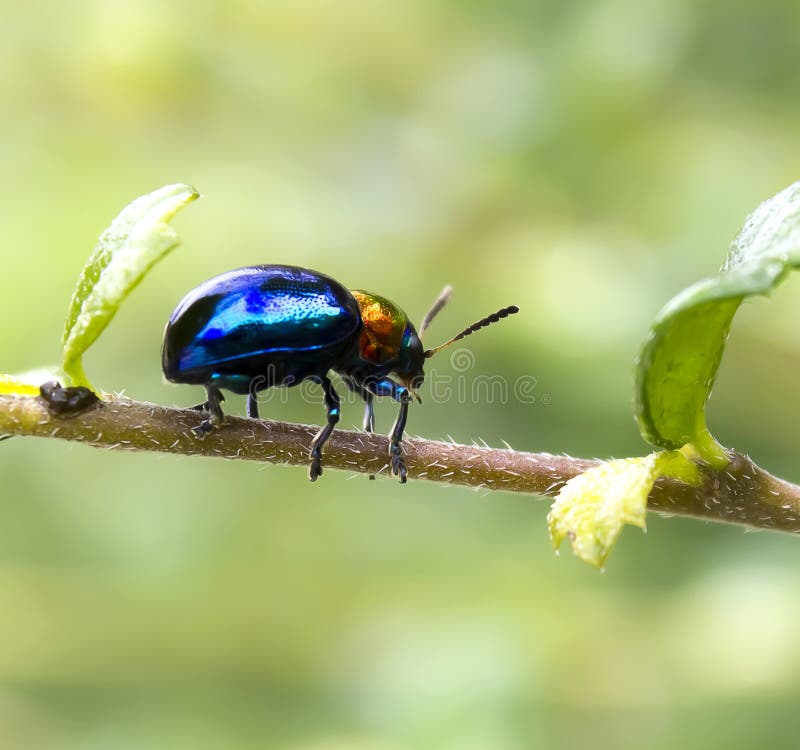 Blue beetle. stock photo. Image of insect, summer, green - 96732072