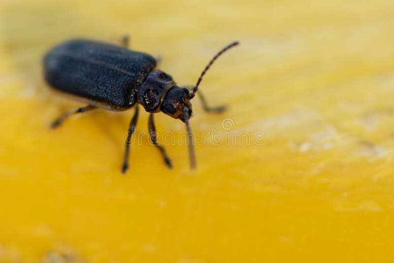 Blue beetle in motion stock image. Image of chitin, eyes - 160852927