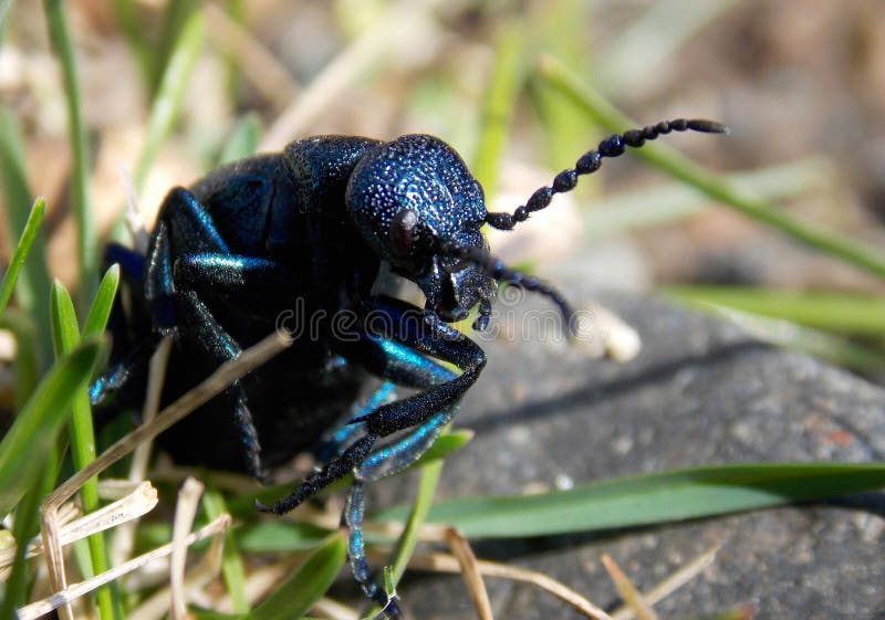 Blue beetle stock photo. Image of insect, animal, plant - 111791428