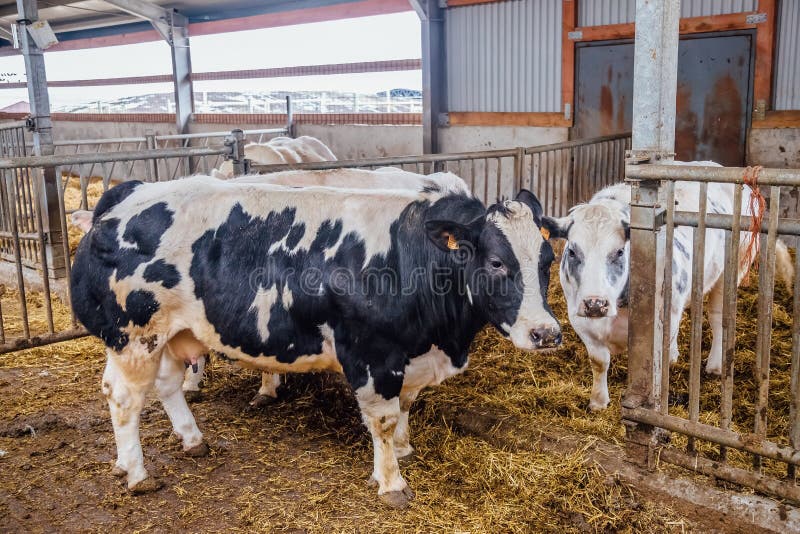 Belgian Blue Bull Meat