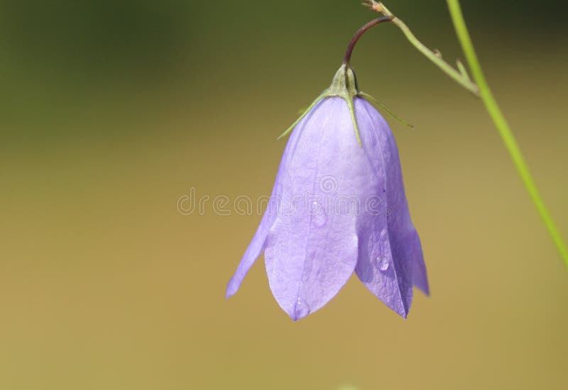 Blue bell stock image. Image of harebell, bell, campanula - 26111767