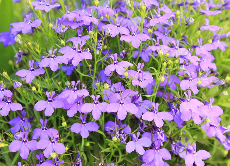 Blue Bell Beauty - Wild Flowers Stock Image - Image of emotions ...