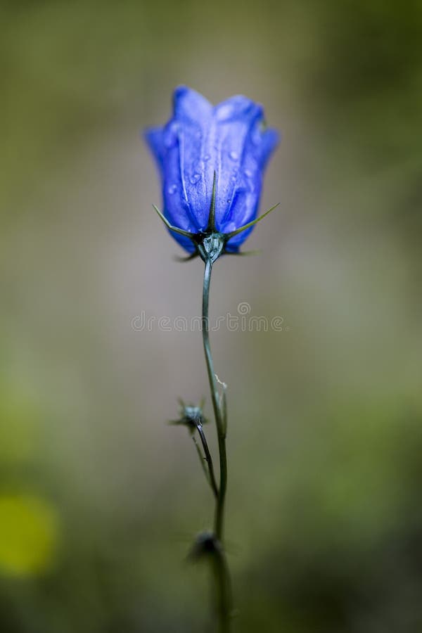 Blue Bell stock image. Image of green, focus, bell, macro - 89064177