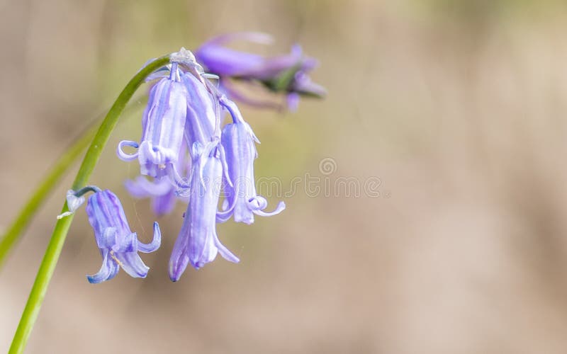 Blue Bell in Bloom in the Sun Stock Image - Image of natural, floral ...