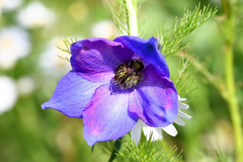 Bell blossom stock photo. Image of blooming, freshness - 30013962