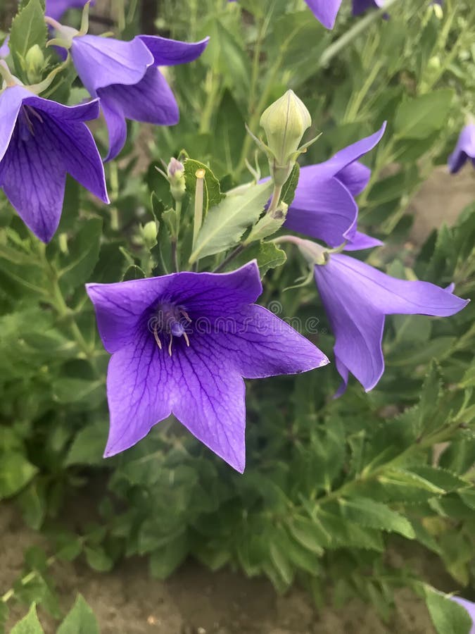 Blue Bell Blossomed in the Garden Stock Image - Image of bell ...