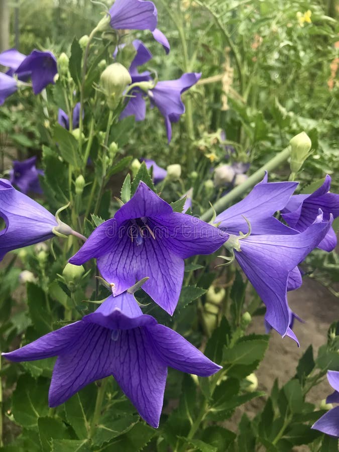 Blue Bell Blossomed in the Garden Stock Photo - Image of garden, branch ...