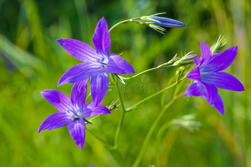 Blue bell flower stock photo. Image of blossom, botany - 12795254