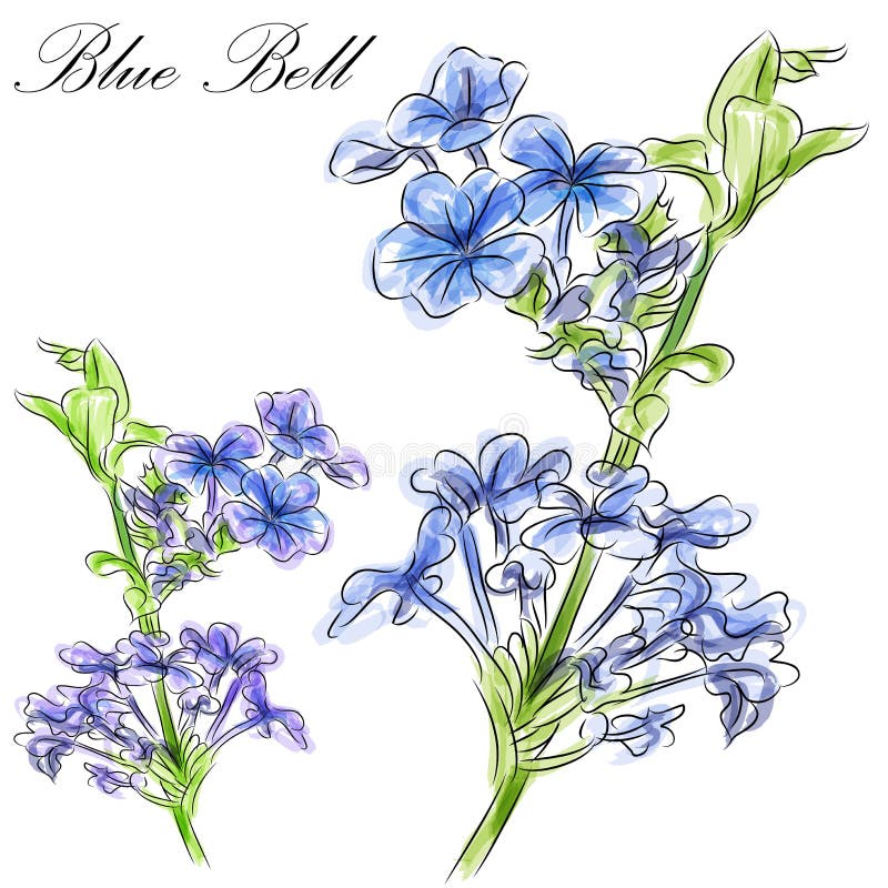 Blue Bell Flower stock vector. Illustration of leaf, white - 23855801