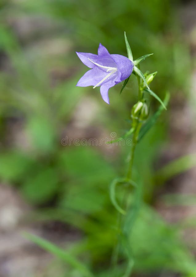 Blue bell flower stock image. Image of campanulaceae - 29498293