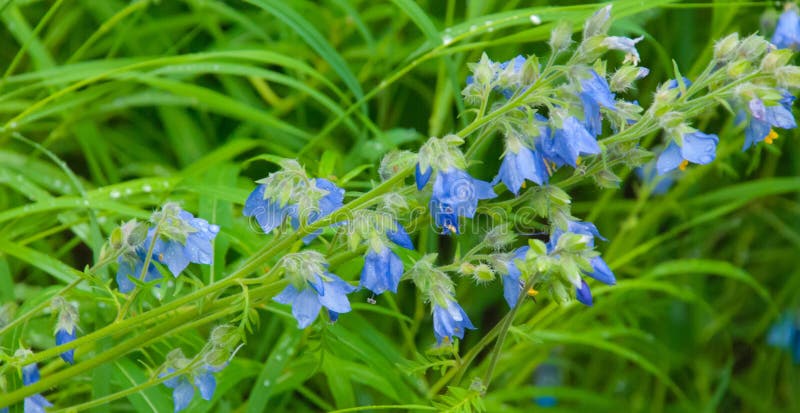 Blue Bell Flower stock image. Image of buds, cowslip - 42870541