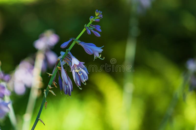 Blue Bell Flower on a Green Stem. the Background is Green Stock Photo ...