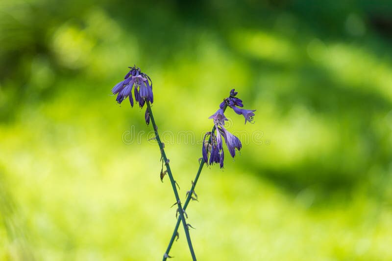 Blue Bell Flower on a Green Stem. the Background is Green Stock Image ...