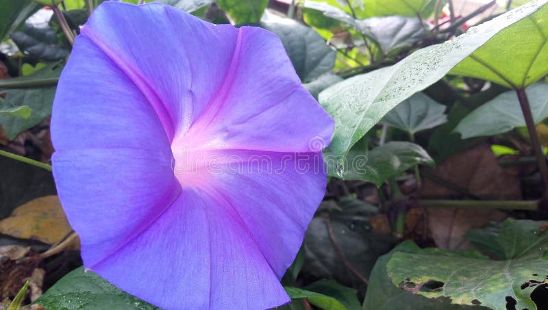 Blue bell stock image. Image of leaf, bell, flower, blue - 130498957