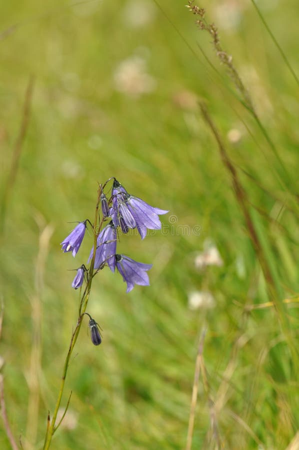 Blue bell flower stock image. Image of blue, flower - 120570021