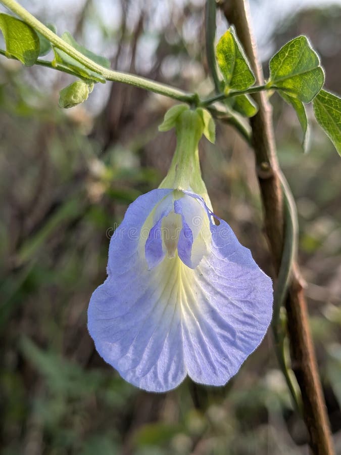 Blue Bell Flower Soaked in Rain Stock Photo - Image of soaked, rain ...