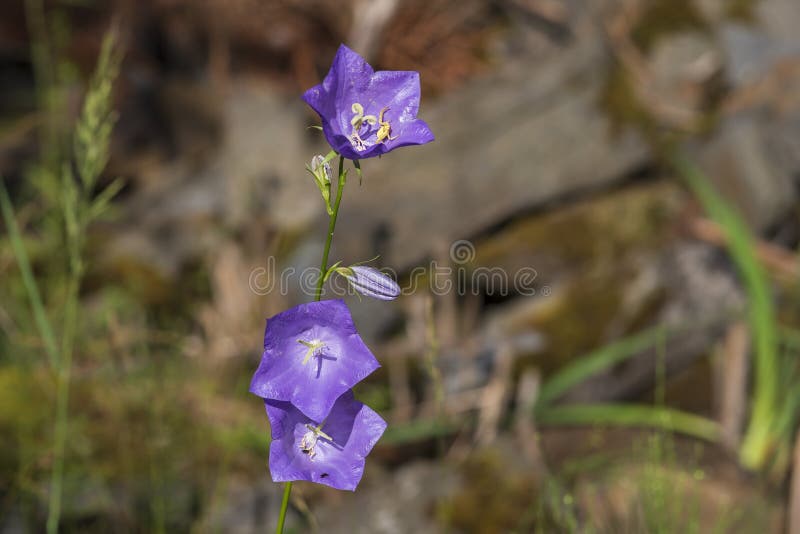 Blue Bell Flower. Three Flowers on Top of Each Other Stock Photo ...