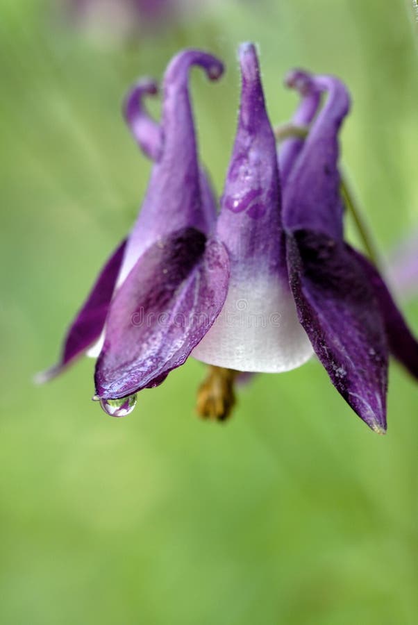 Blue Bell Flower with Water Drop Closeup Stock Photo - Image of ...