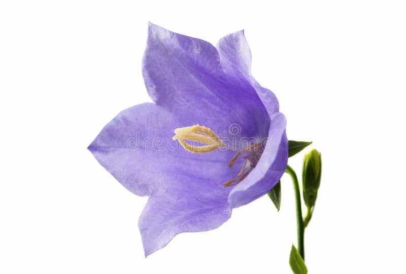 Blue bell flower stock photo. Image of plant, element - 72550280