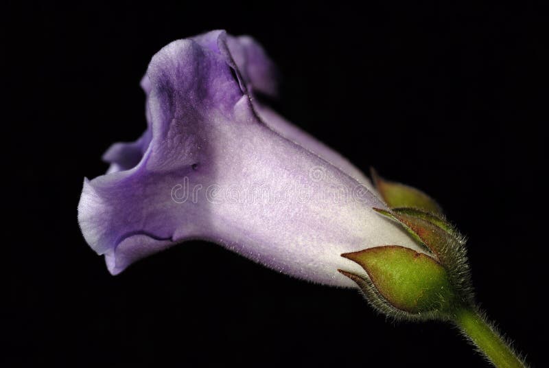 Blue Bell Flowering Opposite a Dark Background Stock Photo - Image of ...