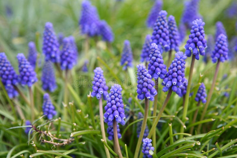 Blue bell flowers stock image. Image of hayfever, england - 4737343