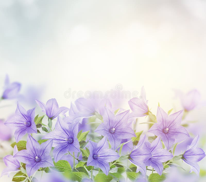 Blue Bell Flowers stock photo. Image of blossom, isolated - 56795478