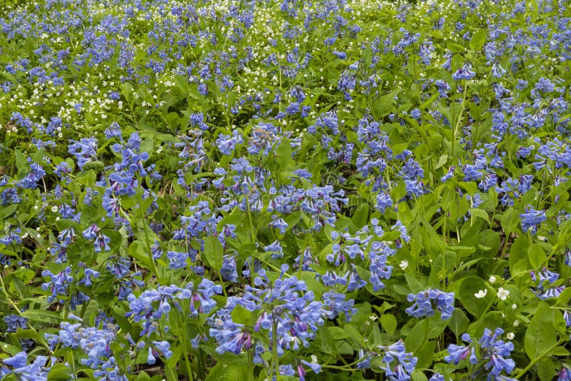 Blue Bell Flowers stock image. Image of bluebell, scenery - 92388301