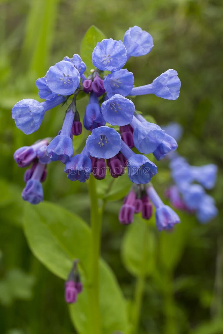 115 Virginia Bluebell Flowers Stock Photos - Free & Royalty-Free Stock ...