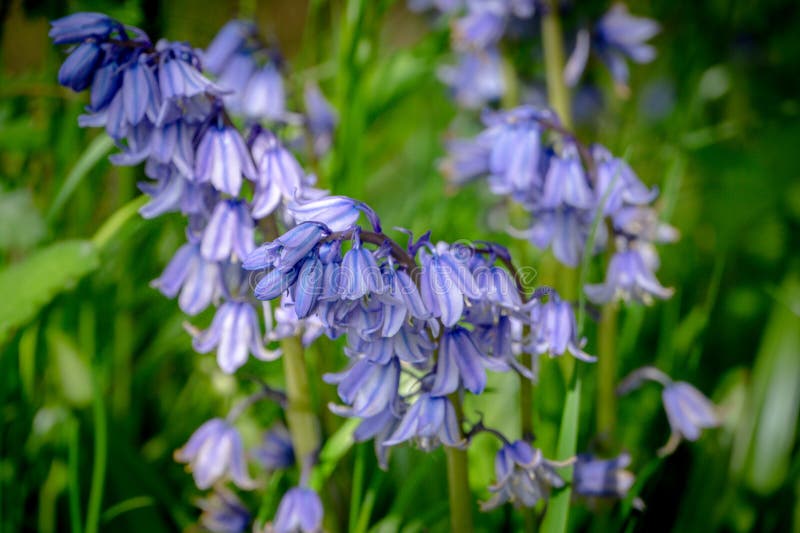Bluebell flowers in spring stock image. Image of blooming - 230930135