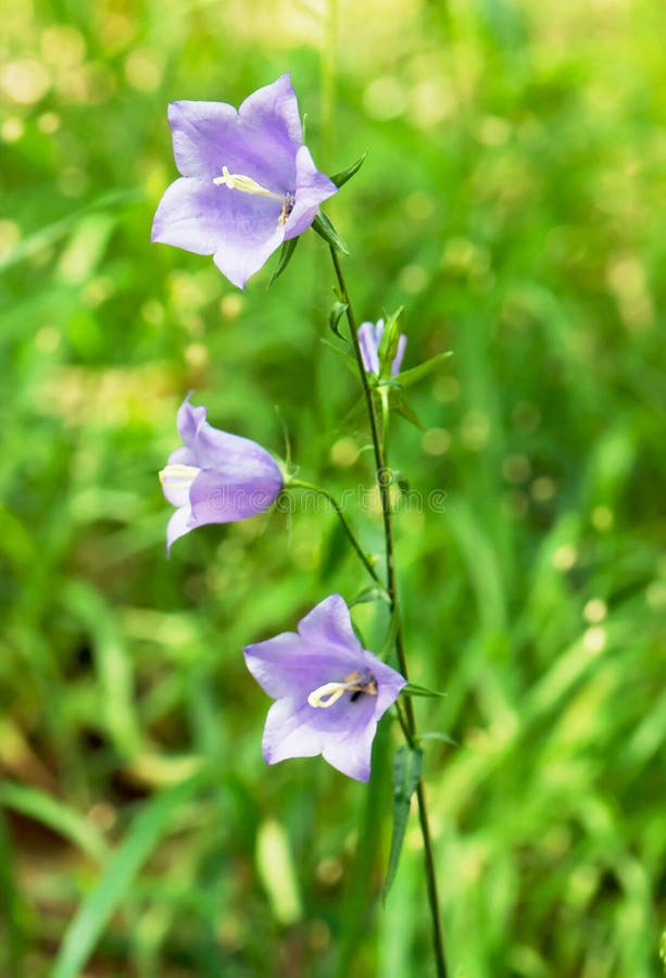 Blue bell flowers stock photo. Image of bell, high, colorful - 46460852