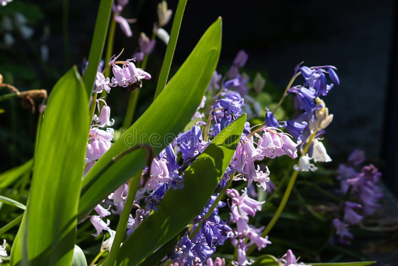Blue Bell Flowers in Sun Blooming in Spring Stock Photo - Image of ...