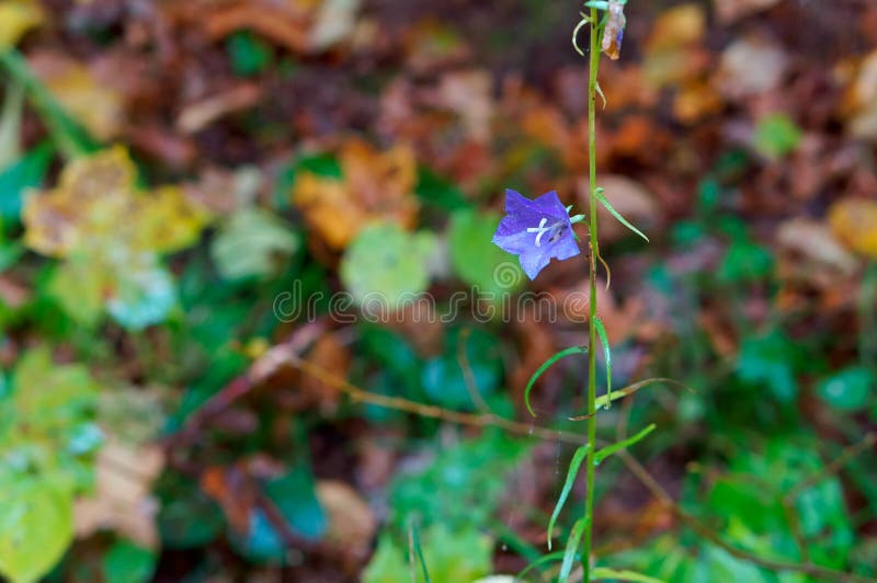The Blue Bell in the Forest on the Meadow a Wet Autumn Stock Photo ...
