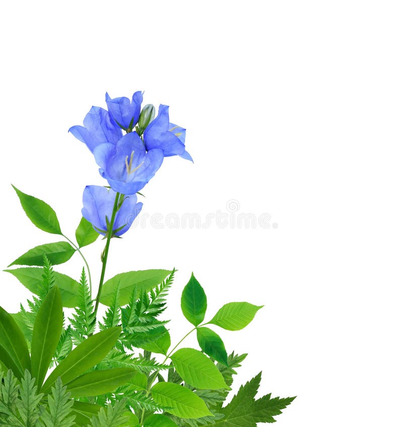 Blue Bell in the Grass stock image. Image of summer - 287670633