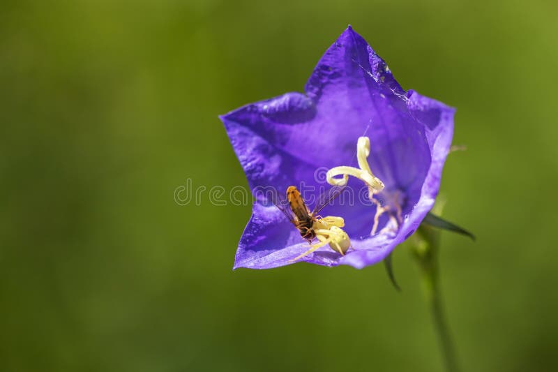 Blue Bell on a Green Background. in the Chalice of the Bell is a Spider ...