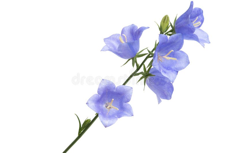 Blue bell isolated stock image. Image of close, plant - 251883177