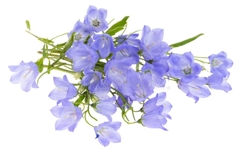Blue bell isolated stock image. Image of close, plant - 251883177